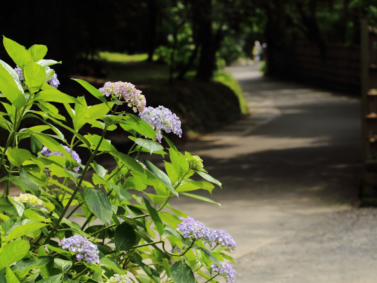 紫陽花 | GANREF