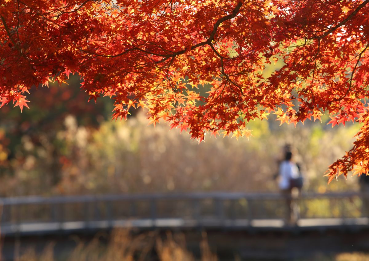 浴びて、燃えて | GANREF
