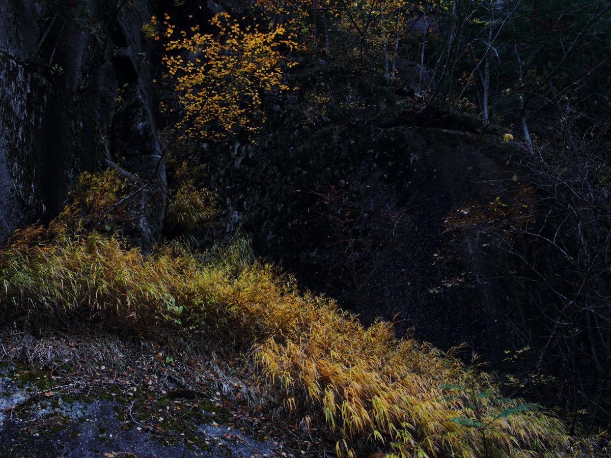 秋の流れ | GANREF