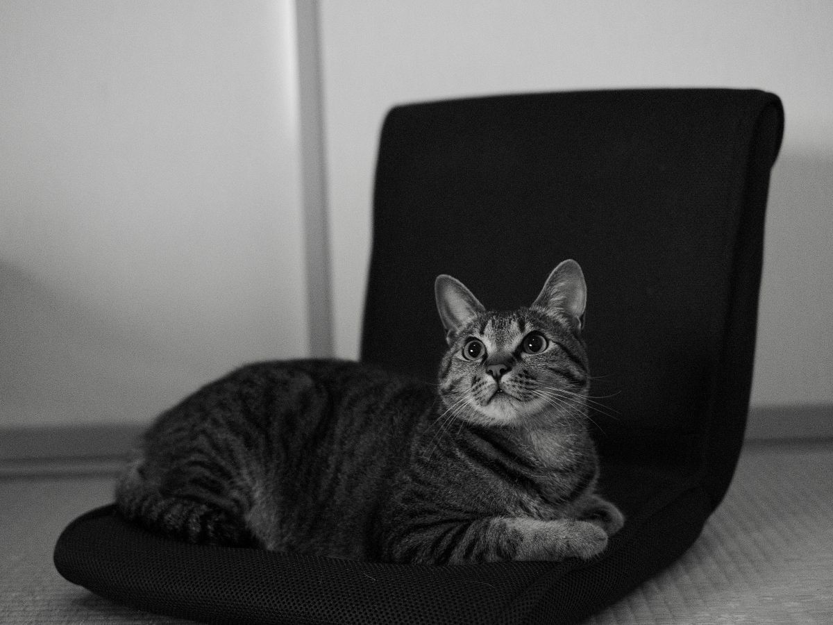 今日のレオ君20170420 | GANREF